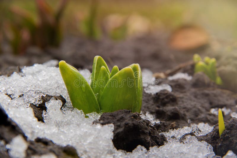 A Hyacinth Sprouts through the Ground with Snow in Erly Spring Stock ...