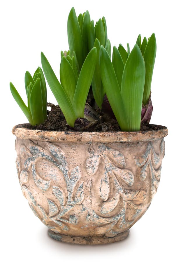 Hyacinth Sprouts in Old Pot Isolated with Clipping Path Stock Photo ...
