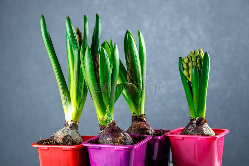 Hyacinth Sprouts in Plastic Pots Stock Image - Image of bulb, bulbs ...