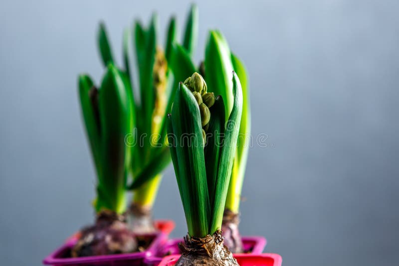 Hyacinth Sprouts in Plastic Pots Stock Photo - Image of botany, plant ...