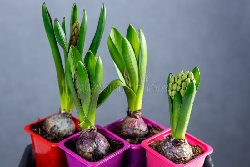 Hyacinth Sprouts in Plastic Pots Stock Image - Image of blossom ...