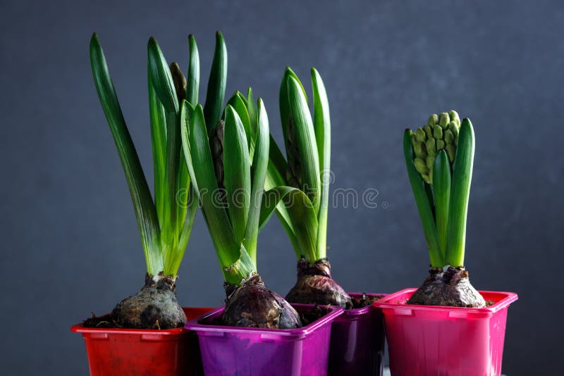 Hyacinth Sprouts in Plastic Pots Stock Photo - Image of botany, ground ...