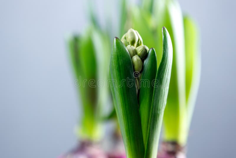 Hyacinth Sprouts in Plastic Pots Stock Image - Image of background ...