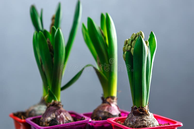 Hyacinth Sprouts in Plastic Pots Stock Photo - Image of hyacinthus ...