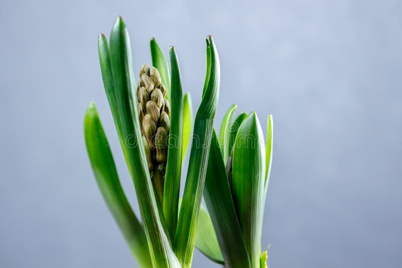 Hyacinth Sprouts in Plastic Pots Stock Image - Image of cultivated ...