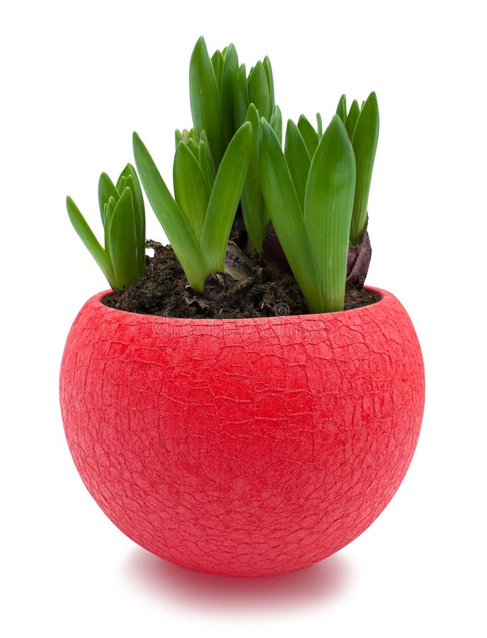 Hyacinth Sprouts in Red Pot Isolated with Clipping Path Stock Image ...