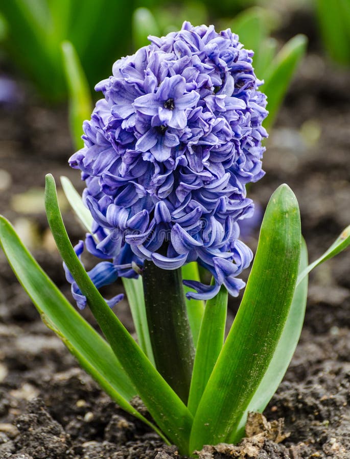 Hyacinth stock photo. Image of elegance, single, leaf - 31126848