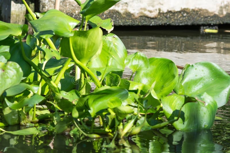 Hyacinth, stock photo. Image of beauty, leaves, beautiful - 100127626