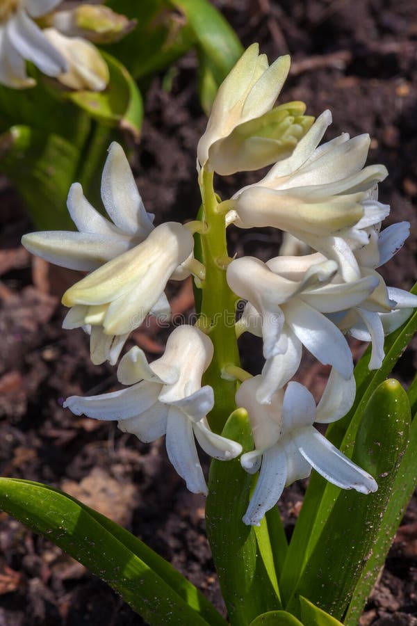 Hyacinth white stock photo. Image of bouquet, grape, botany - 91625988