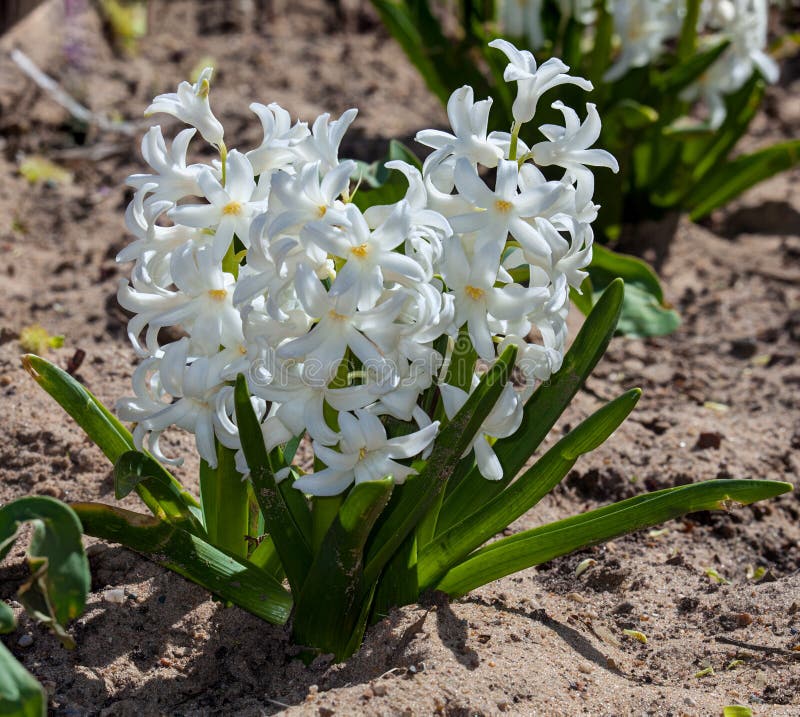 Hyacinth white flower stock image. Image of floral, blossom - 92029129