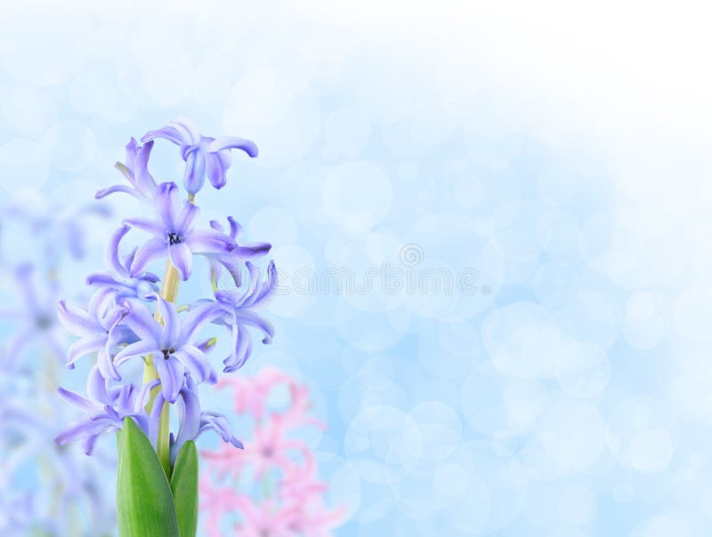 Hyacinthes imagem de stock. Imagem de flor, hiacinto - 18071479