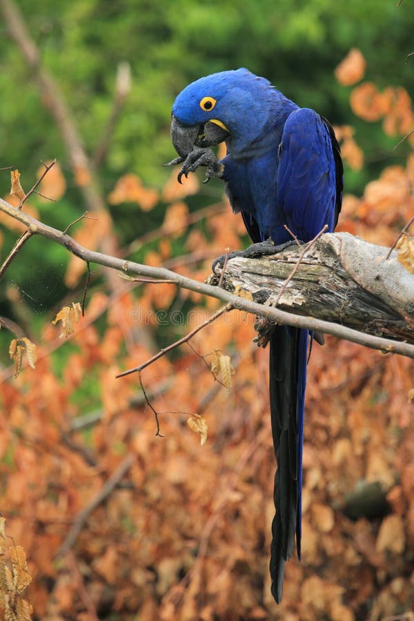 Big Blue Parrot Hyacinth Macaw, Anodorhynchus Hyacinthinus, Wild Bird ...