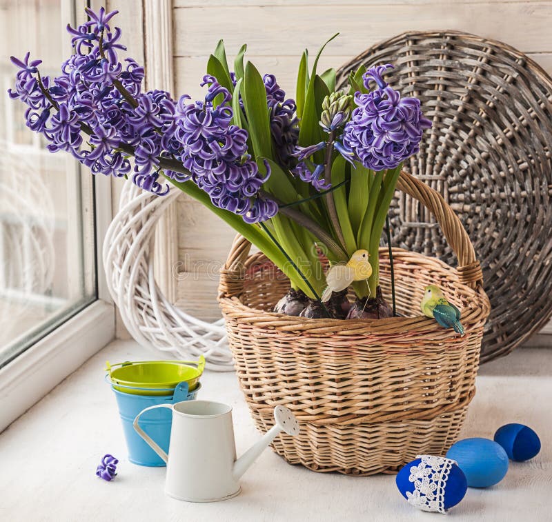 Hyacinths in a Basket in the Window Stock Photo - Image of gift, green ...