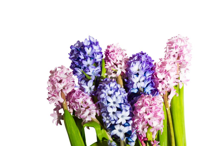 Hyacinths stock image. Image of blossom, nature, flower - 30891335