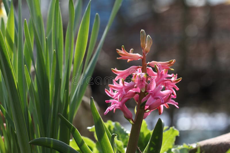 Hyacinths stock photo. Image of beautiful, macro, botany - 71399424