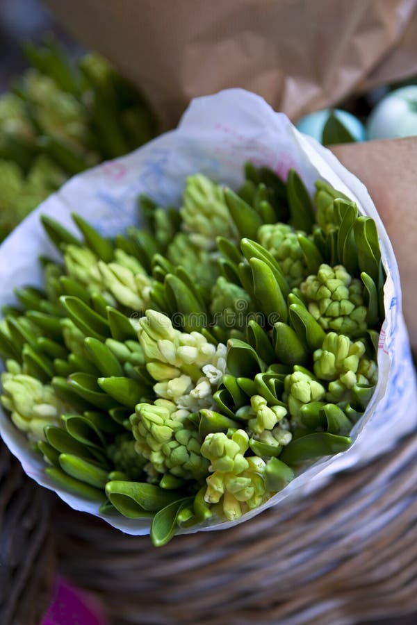 Hyacinths stock photo. Image of natural, paper, flower - 50751042