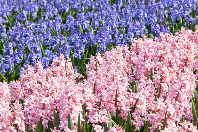 Hyacinths field in Holland stock image. Image of field - 24062369