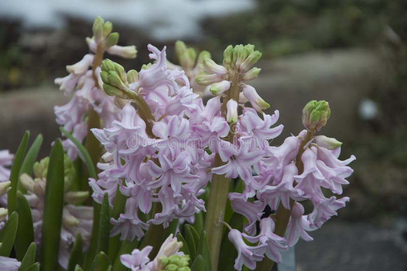 Hyacinths stock photo. Image of plants, spring, pink - 38476072