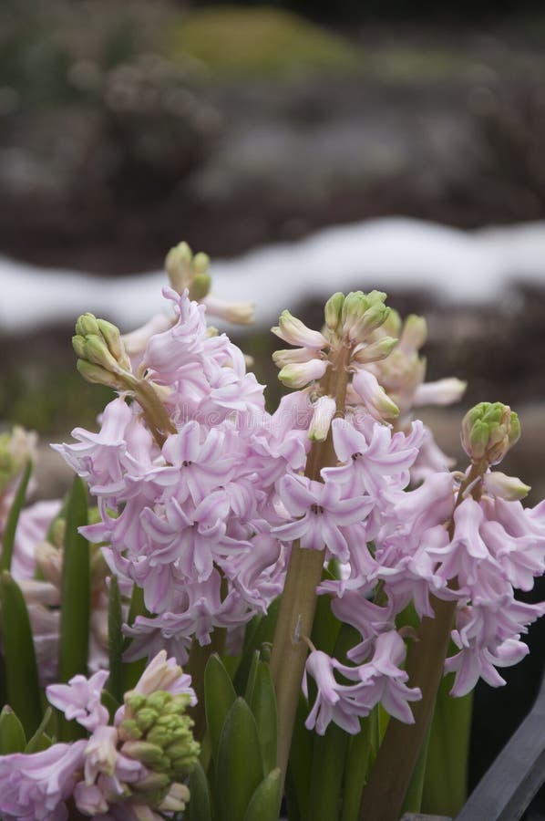 Hyacinths stock photo. Image of flora, nature, hyacinths - 38476228