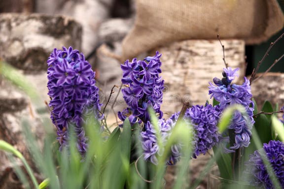Hyacinths Purple, Spring Time Stock Photo - Image of beauty, decorate ...