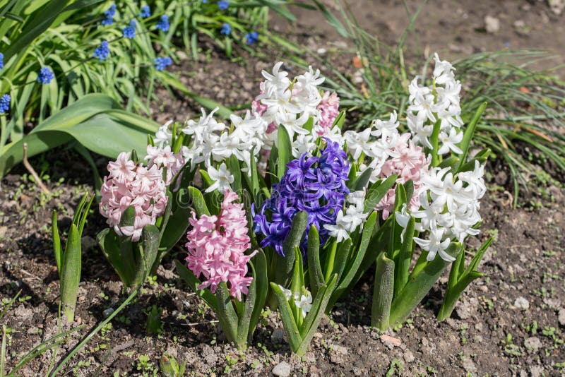 Hyacinths in Spring Day Closeup Stock Photo - Image of closeup ...
