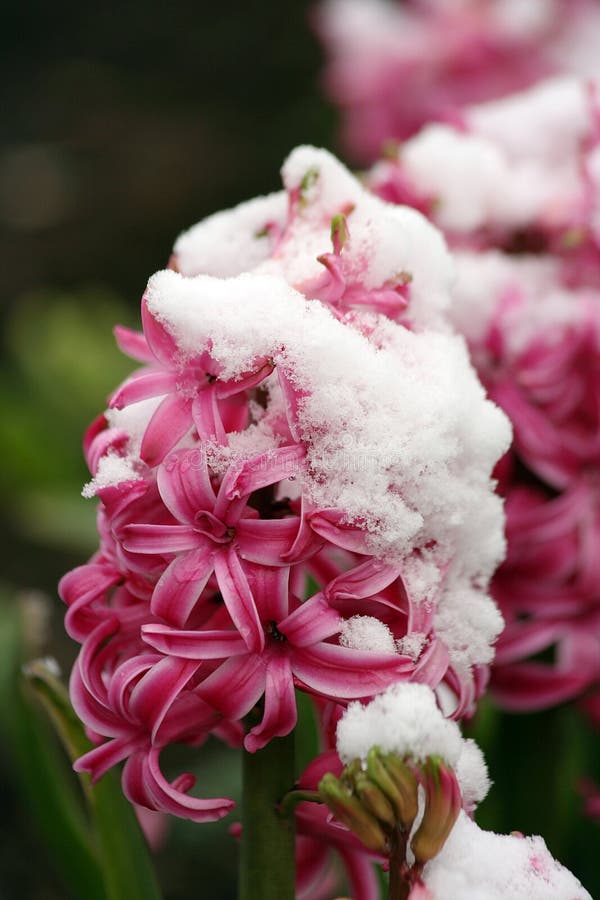 Hyacinthus stock image. Image of nature, blooms, snowdrop - 2332779