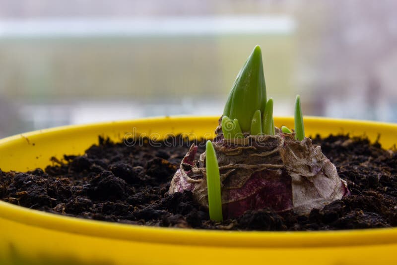 Hyacinthus Bulb Sprouts in a Pot. Green Sprout of a Flower. Stock Image ...