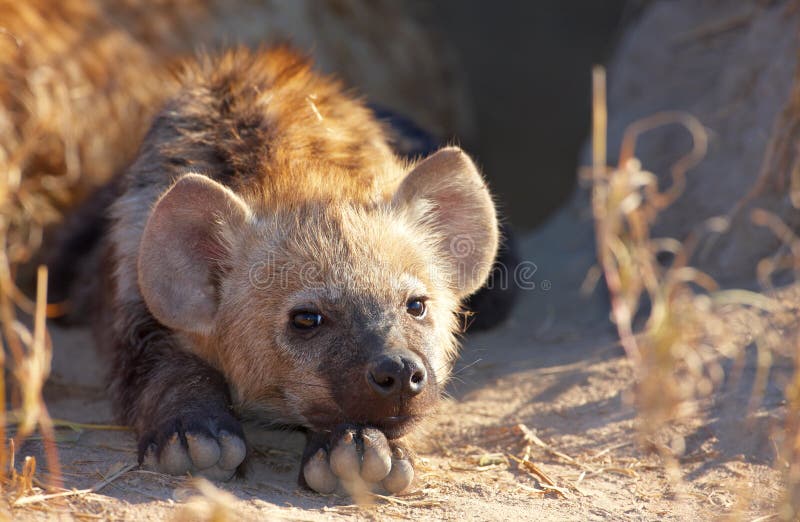 Hiena Vista Riéndose Hienas Crocuta Crocuta Safari áfrica Imagen de ...