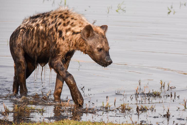 Hyaena in the Okavango Delta Stock Image - Image of botswana, bath ...