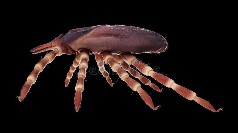 A hyalomma tick stock illustration. Illustration of small - 157582625