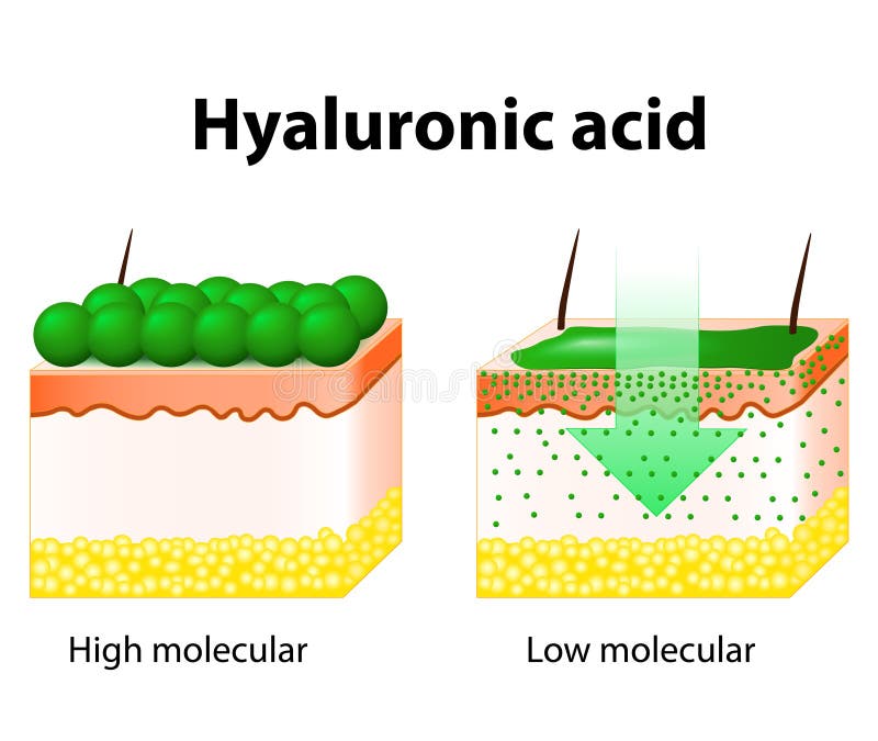 Hyaluronic zuur vector illustratie. Illustratie bestaande uit zorg ...