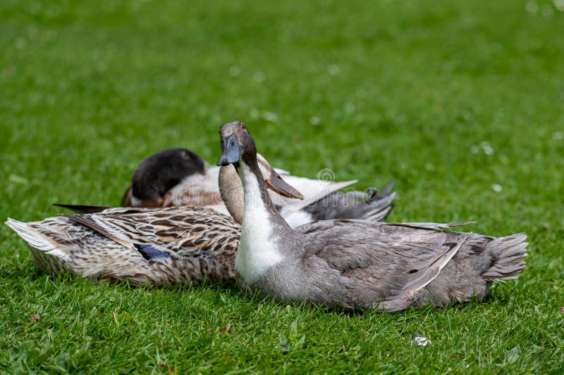 Hybird Duck, Cross between Mallard and Indian Runner Stock Photo ...