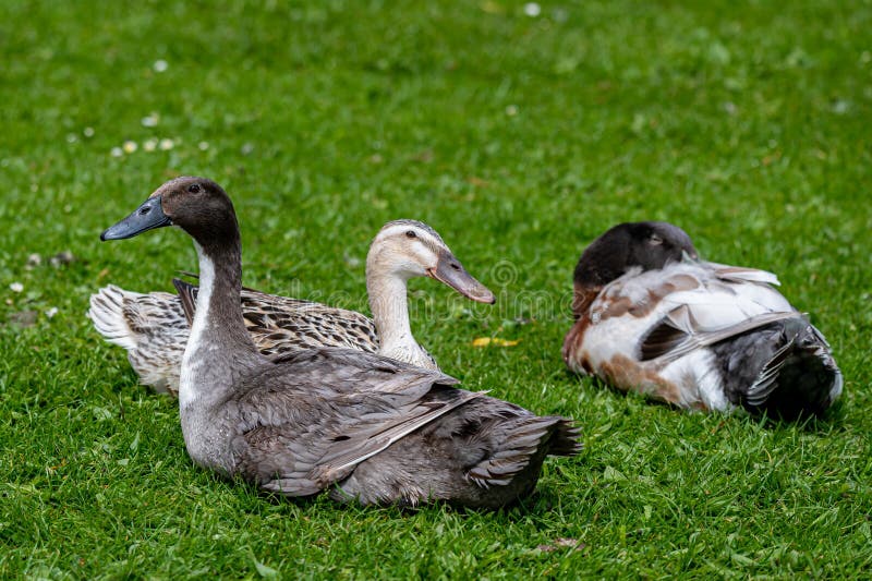 Hybird Duck, Cross between Mallard and Indian Runner Stock Image ...