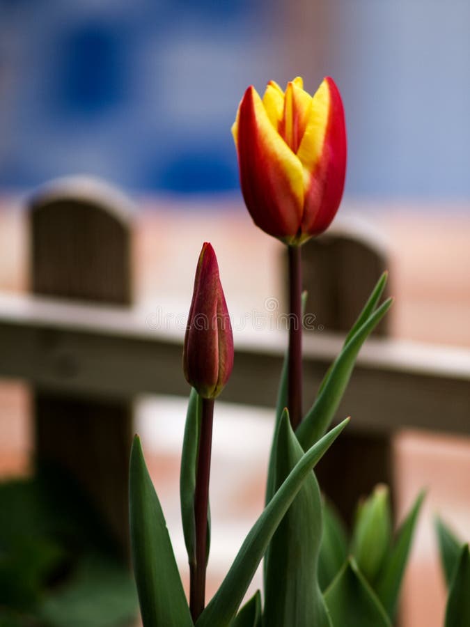 Hybrid Bicolor Tulip on Abstract Background Stock Image - Image of ...
