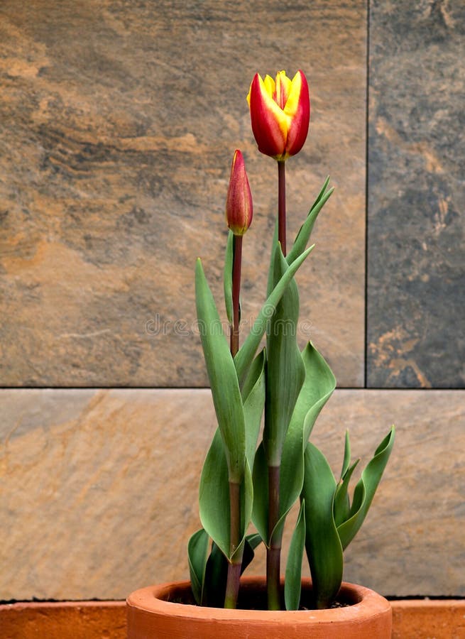 Hybrid Bicolor Tulip on Abstract Background Stock Image - Image of ...