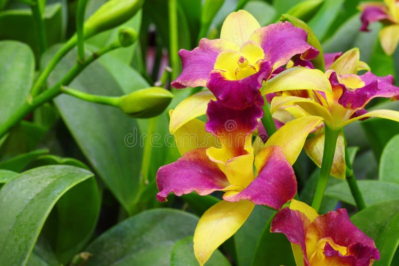 Octopus Orchid stock image. Image of extraordinary, backyard - 2164317