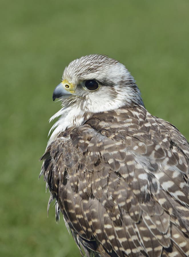 Hybrid Falconer s Falcon stock photo. Image of nature - 77795316