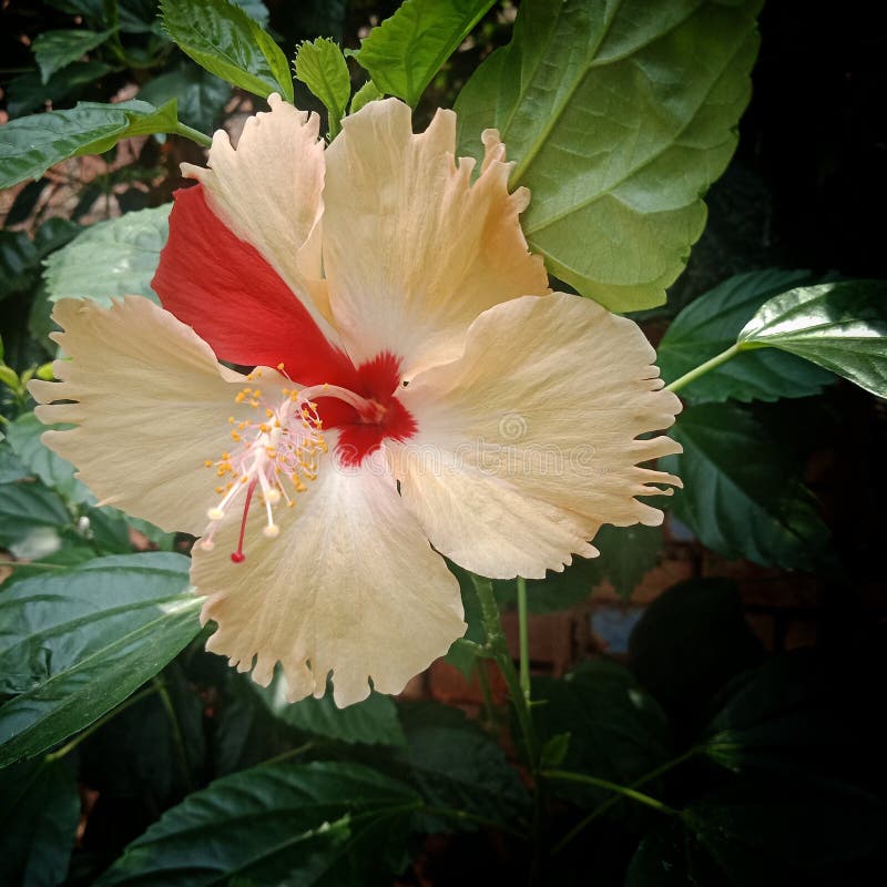 Hybrid flower of hibiscus stock image. Image of garden - 183829965