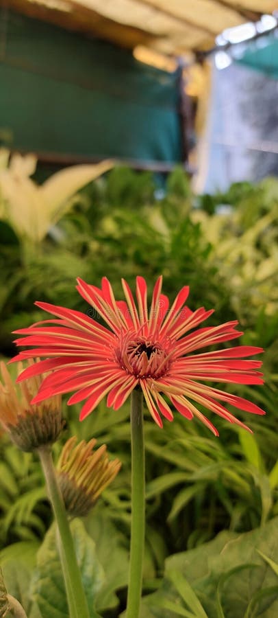 Hybrid flower pics stock image. Image of greenary, flower - 267425767