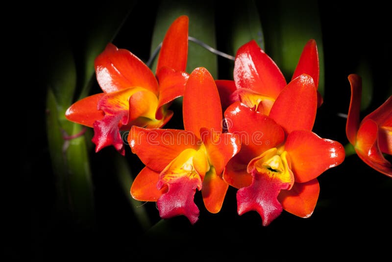 Group of Red Cattleya Orchids Stock Image - Image of decoration ...