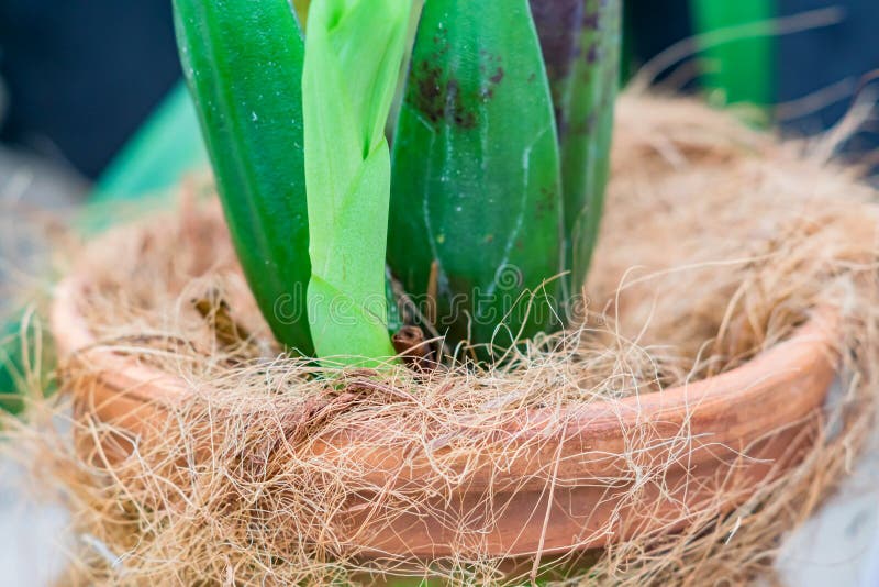 Hybrid Orched Vanda Close Up of Pot and Leaves Stock Image - Image of ...