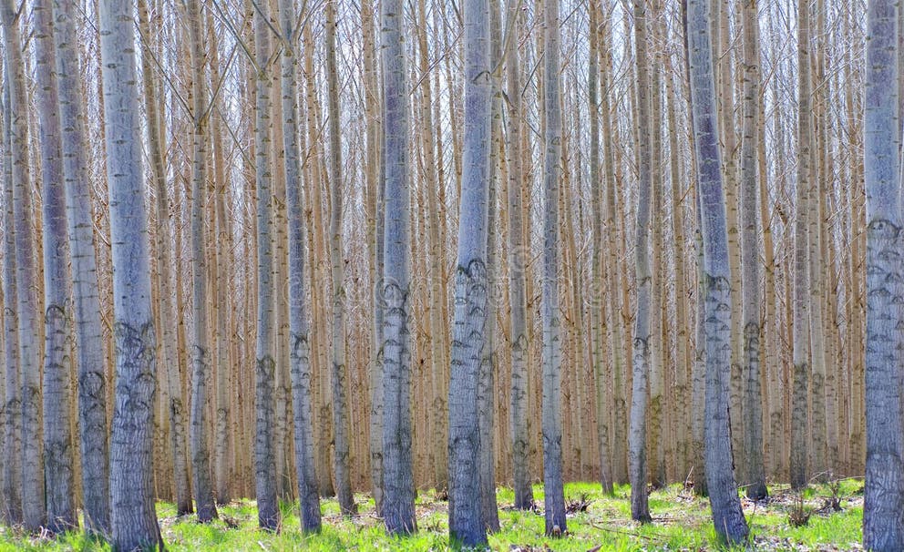 Hybrid Poplar Forest stock photo. Image of forest, wood - 9046934