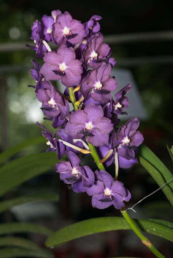 Hybrid purple Vanda orchid stock photo. Image of floral - 80432684