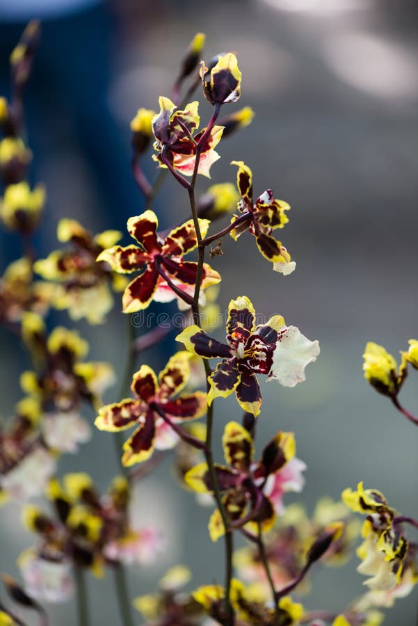 Oncidium Orchid stock image. Image of spots, dark, pink - 4670045