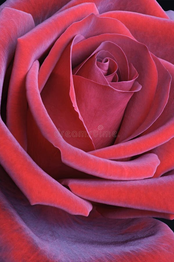 Hybrid rose flower stock image. Image of vertical, blossom - 78821423