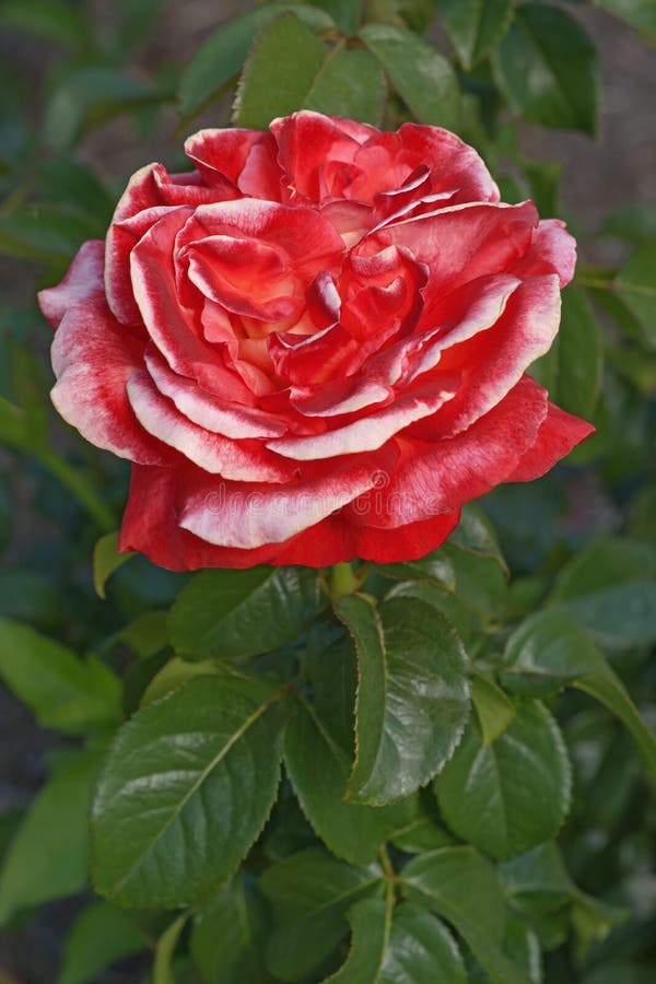 Hybrid rose flower stock photo. Image of rosa, rose, hybrid - 70653940