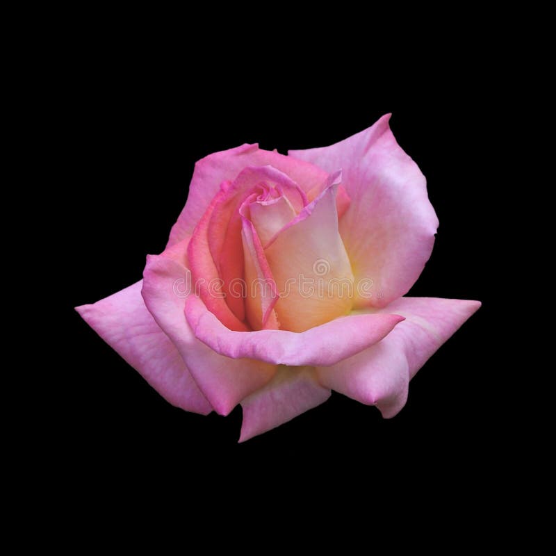 Hybrid Tea Rose stock photo. Image of isolated, flower - 2471278
