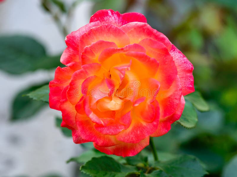 312 Purple Hybrid Tea Rose Stock Photos - Free & Royalty-Free Stock ...