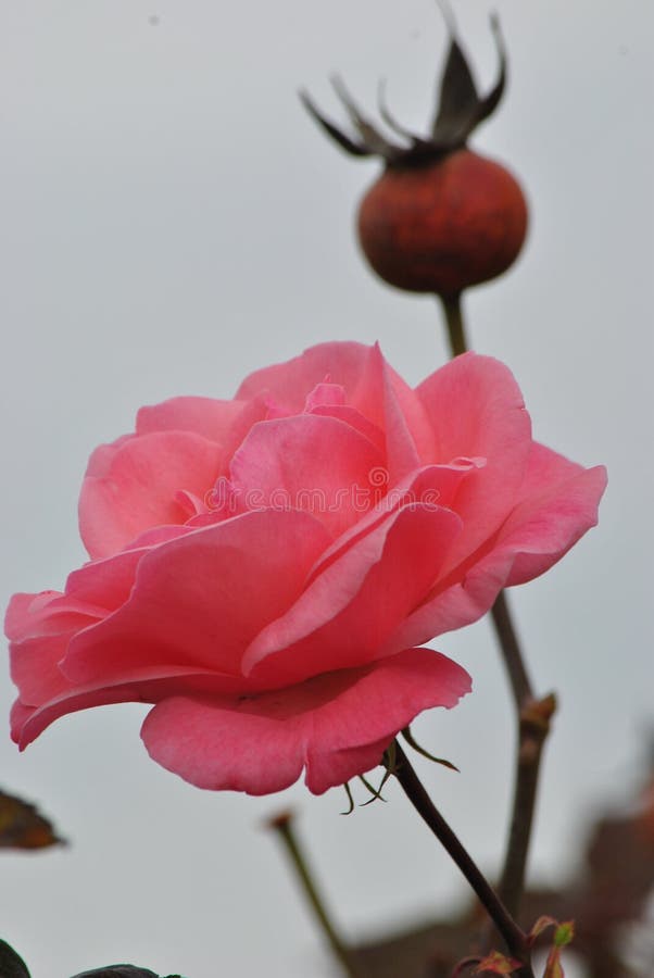 Hybrid Tea Rose Blossoms in a Garden Stock Photo - Image of close ...