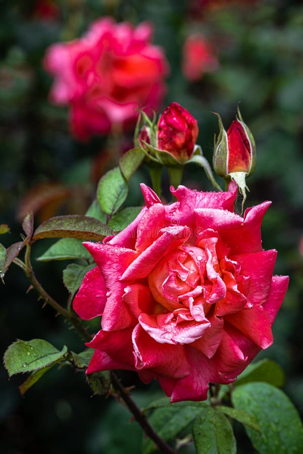 Hybrid Tea Rose Flower stock photo. Image of passion - 252077342